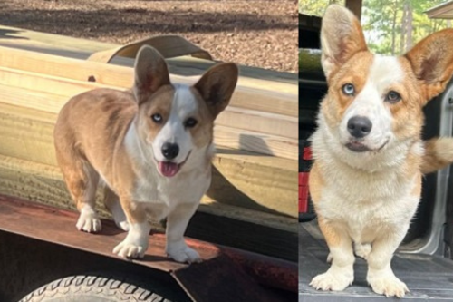 $500 REWARD FOR LOCATING LILY | Winn Parish Journal